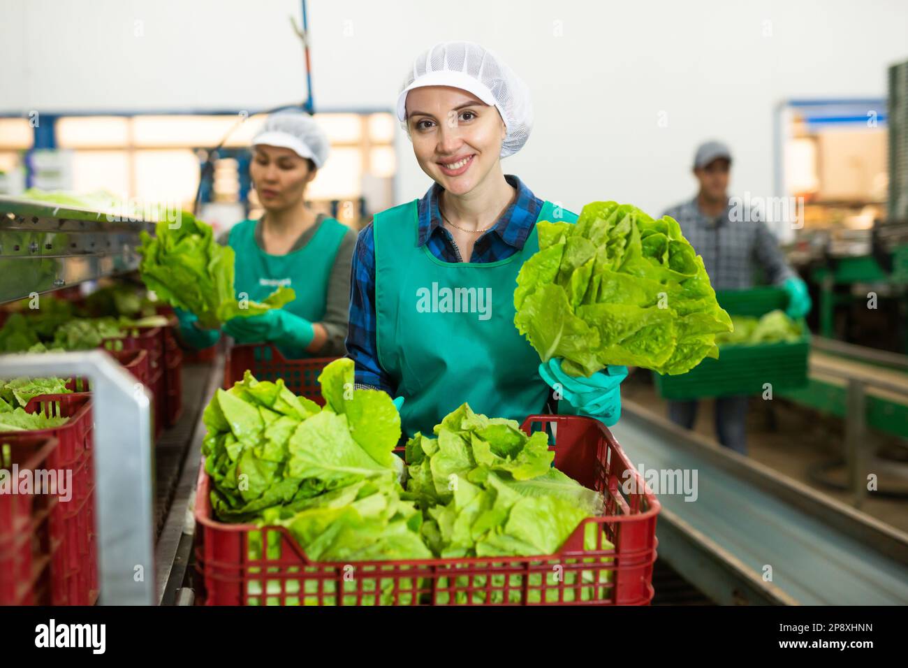 Female worker demonstrating ripe lettuce while sorting at a vegetable ...