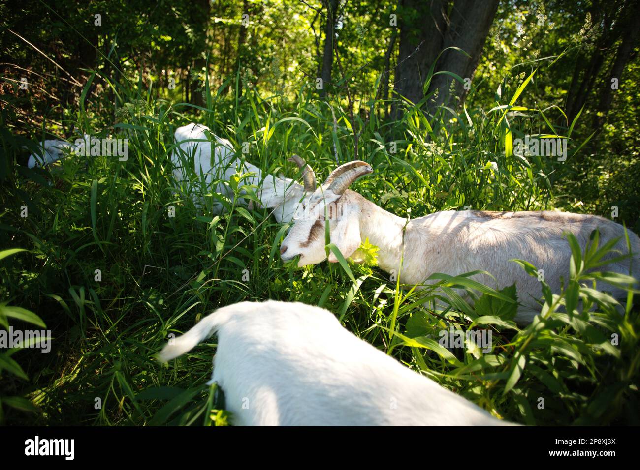 Two goats standing in a grassy field, surrounded by green bushes and ...