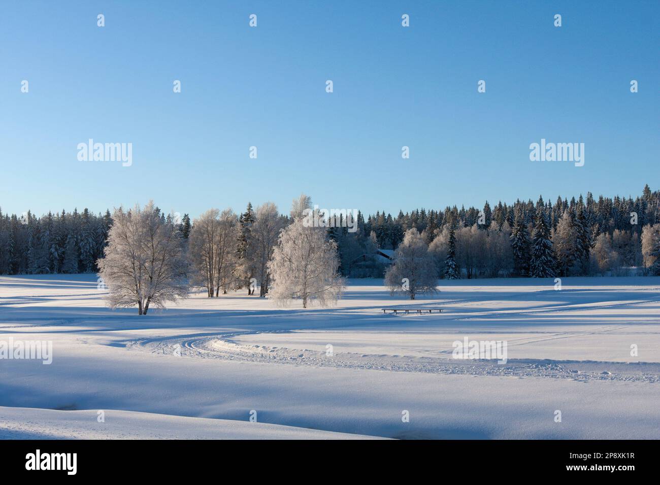 Winter, midwinter, and snowy meadows with white frosty trees. Park ...