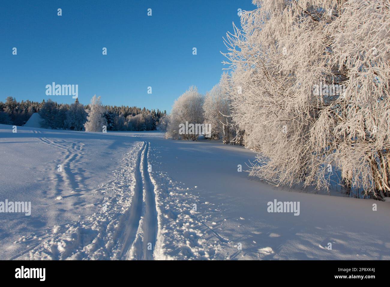 Winter, midwinter, and snowy meadows with white frosty trees. Park ...