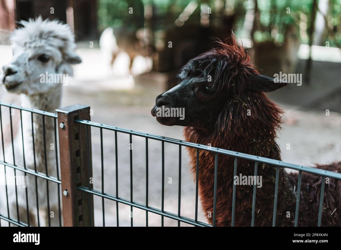 Llama behind the fence hi-res stock photography and images - Alamy