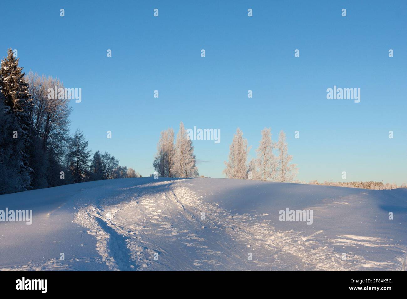 Winter, midwinter, and snowy meadows with white frosty trees. Park ...