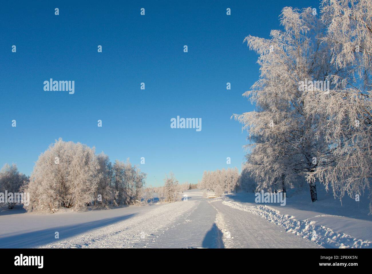 Winter, midwinter, and snowy meadows with white frosty trees. Park ...
