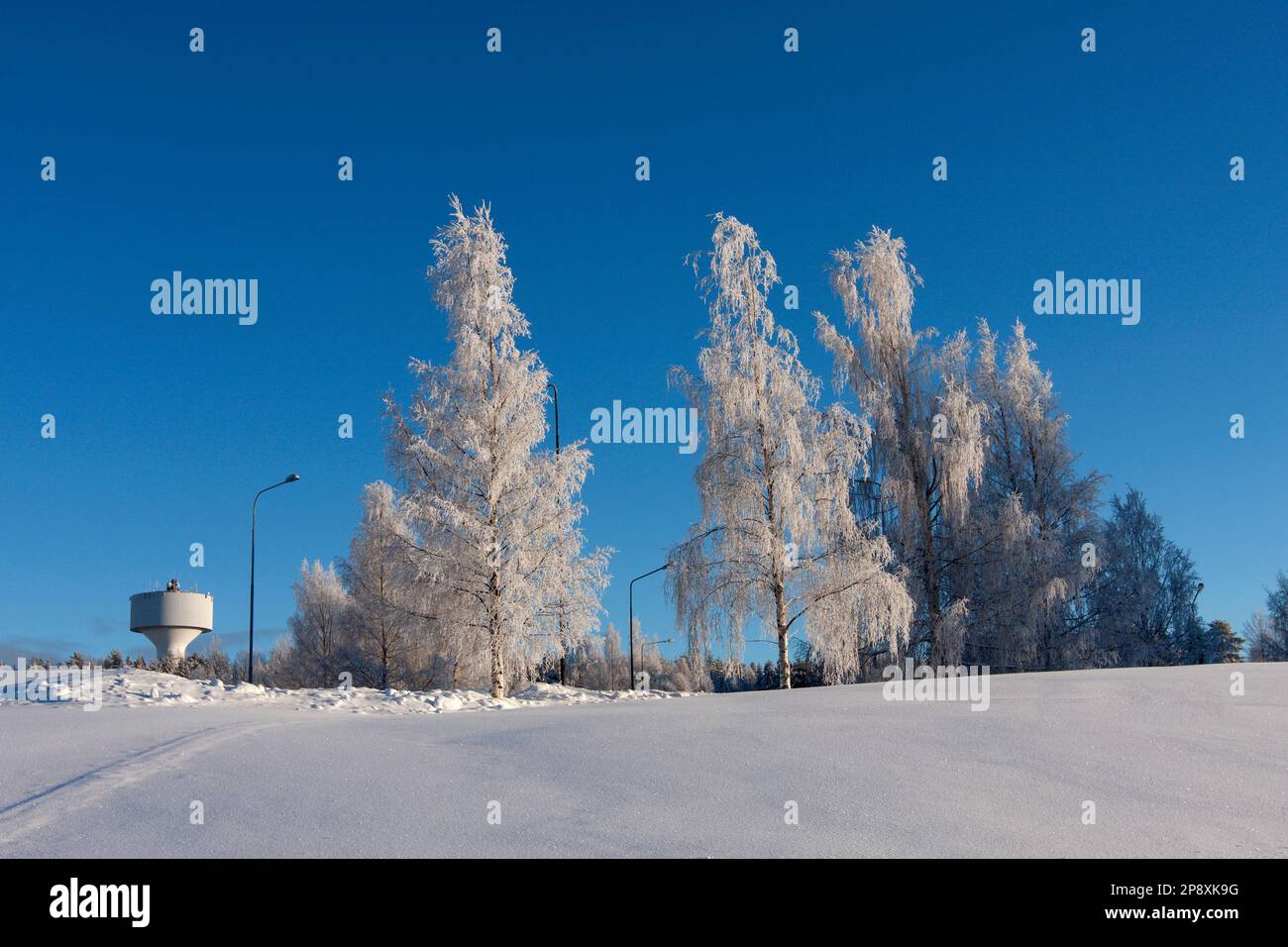 Winter, midwinter, and snowy meadows with white frosty trees. Park ...
