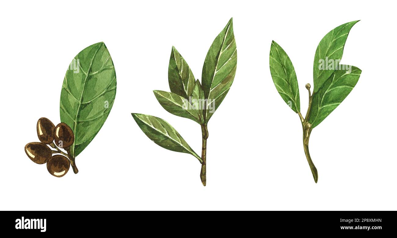Set bay leaf branches dry and freshness isolated on white background ...