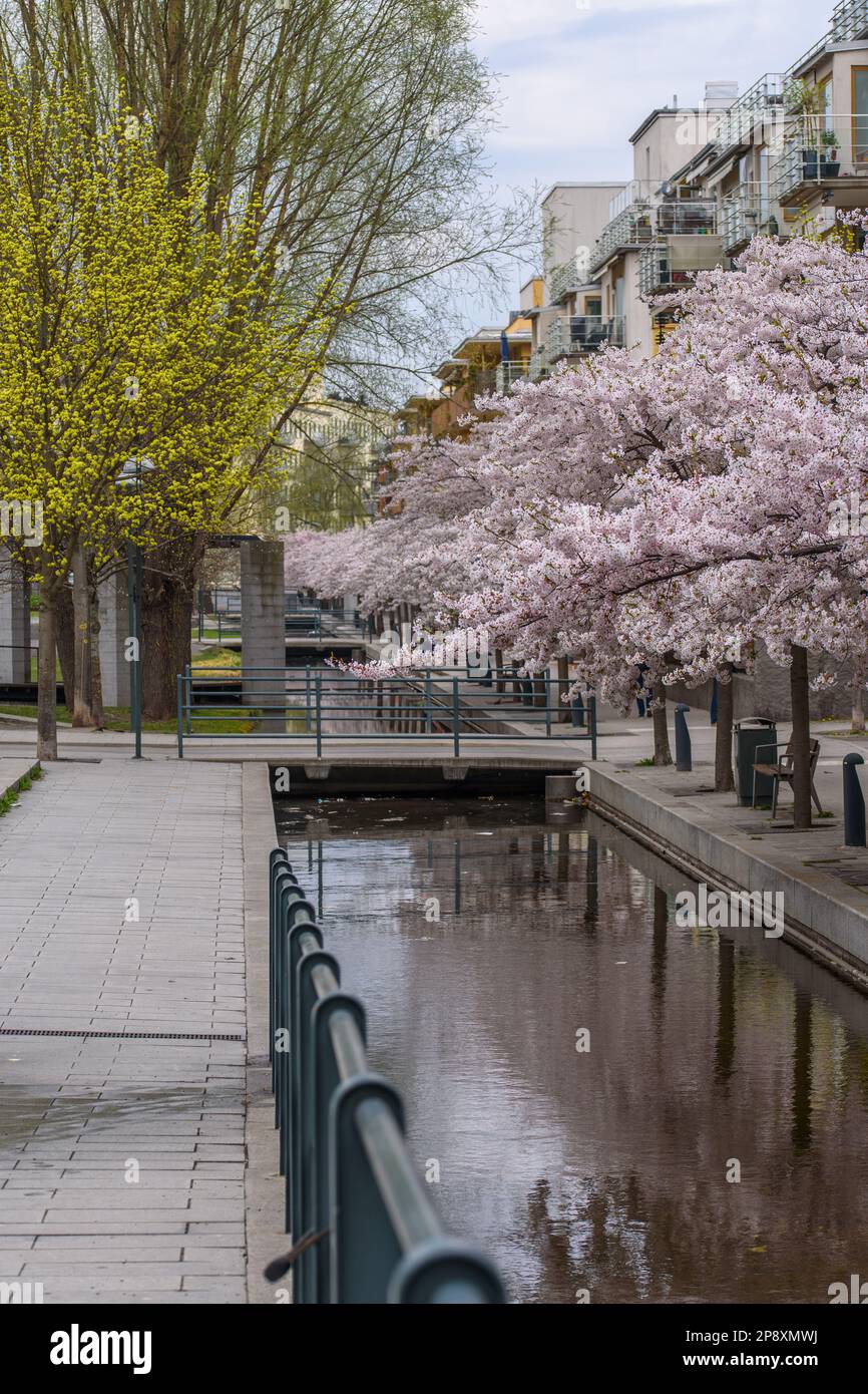 Modern apartment buildings with a blooming sakura tree in Stockholm ...