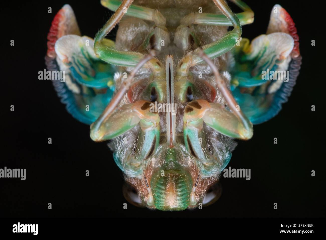 A chorus cicada, Amphipsalta zelandica, an insect endemic to Aotearoa ...