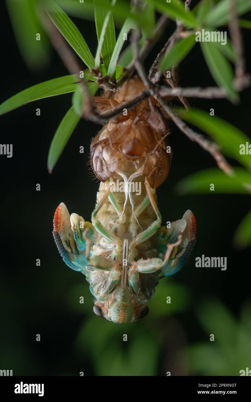 A chorus cicada, Amphipsalta zelandica, an insect endemic to Aotearoa ...