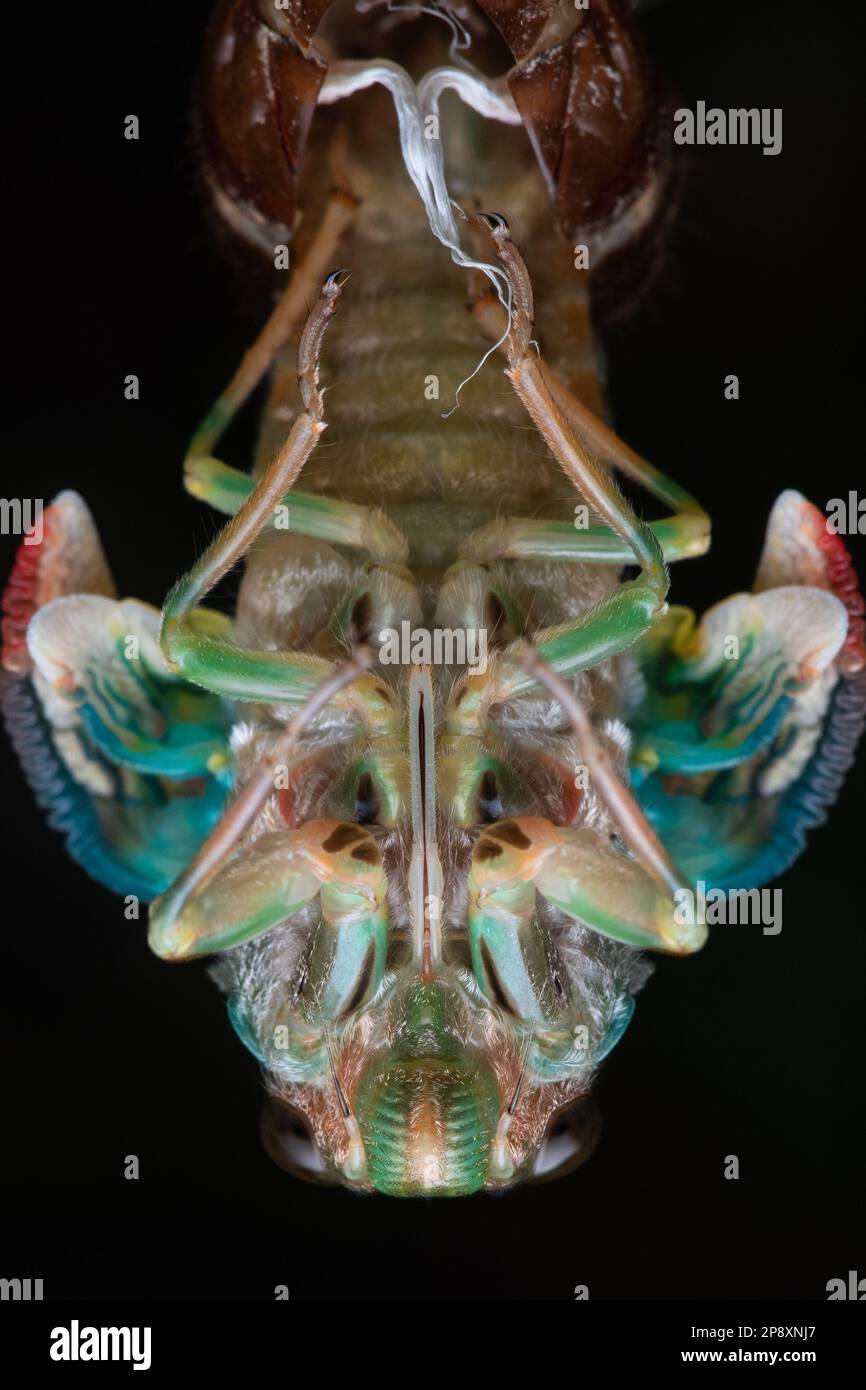 A chorus cicada, Amphipsalta zelandica, an insect endemic to Aotearoa ...