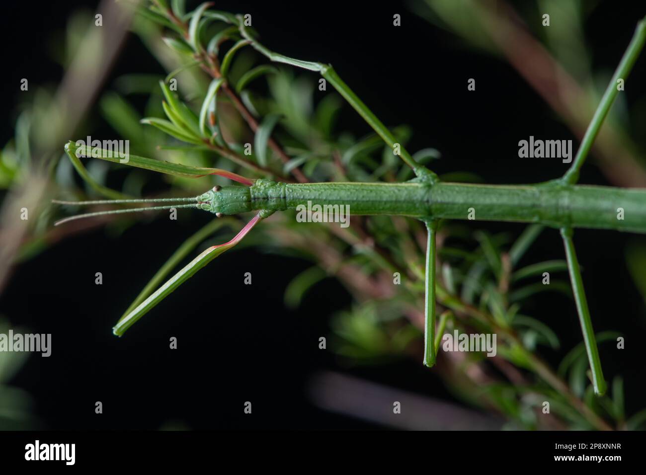 A close up of a green stick insect of phasmid from Aotearoa New Zealand ...