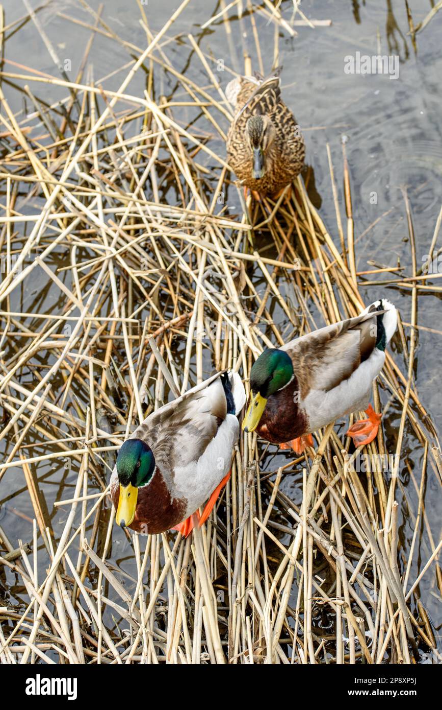 Close Up View Of Males And Female Mallard Drake And Hen Ducks On Water ...