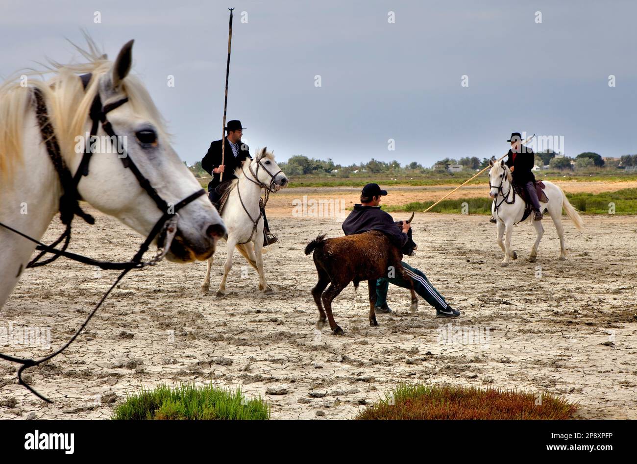 Catching of bull to mark.Gardians (horsemen that works with bull of ...