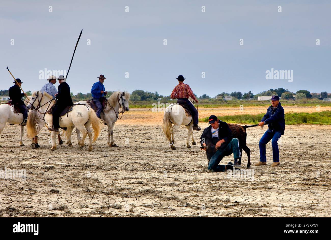 Catching of bull to mark.Gardians (horsemen that works with bull of ...