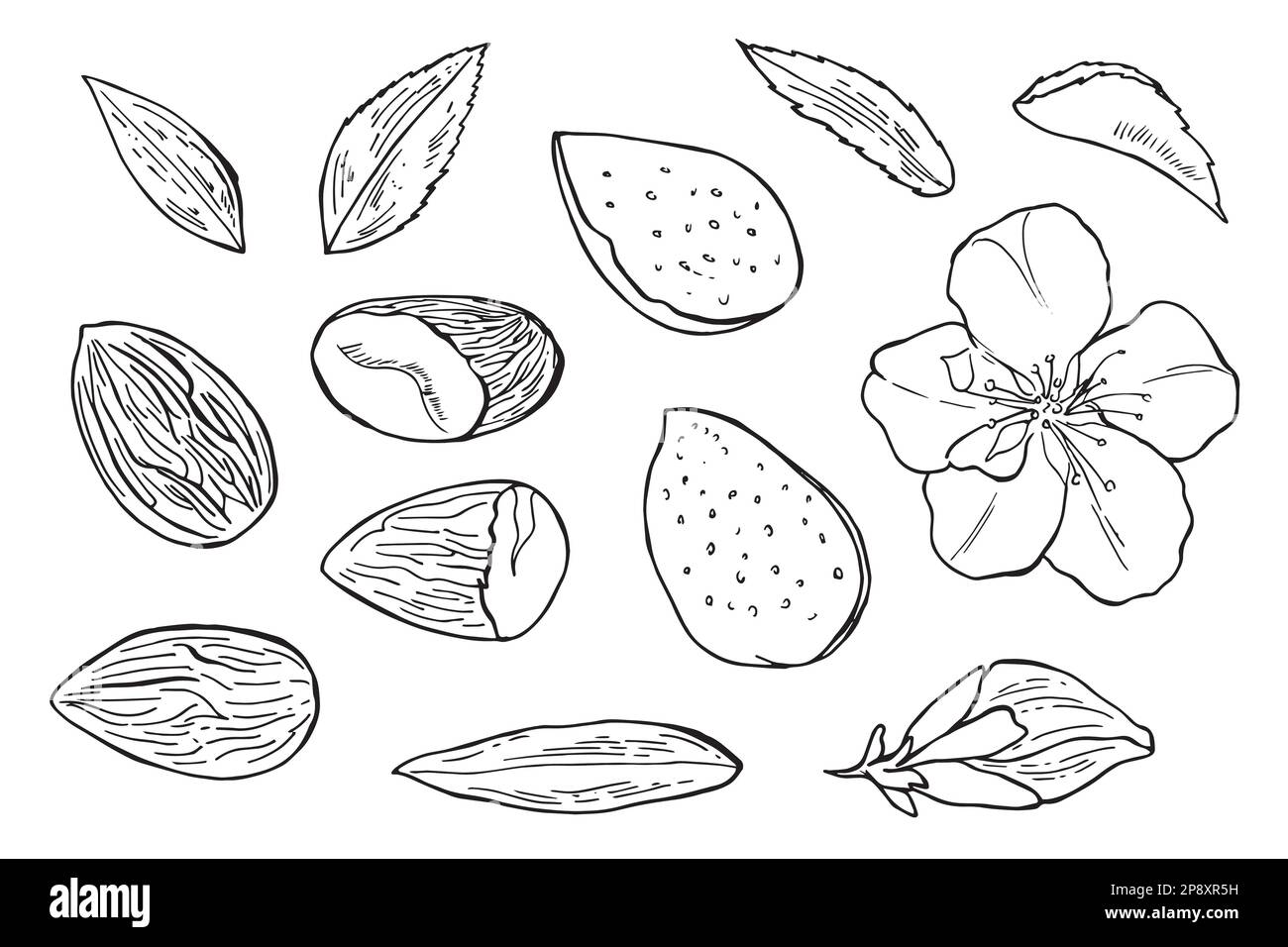 Hand drawn Almonds set: Branches with leaves and immature fruit ...