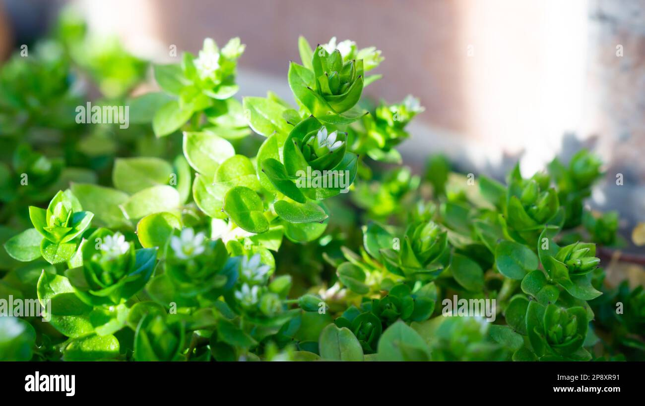 Fresh green grass in early spring. Nature rebirth revival concept Stock ...