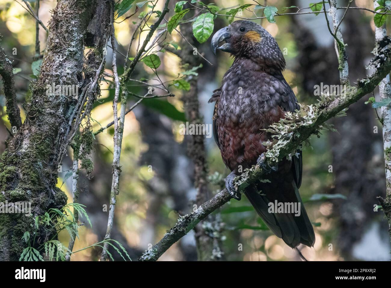 New Zealand kākā (Nestor meridionalis), the kaka parrot is an ...