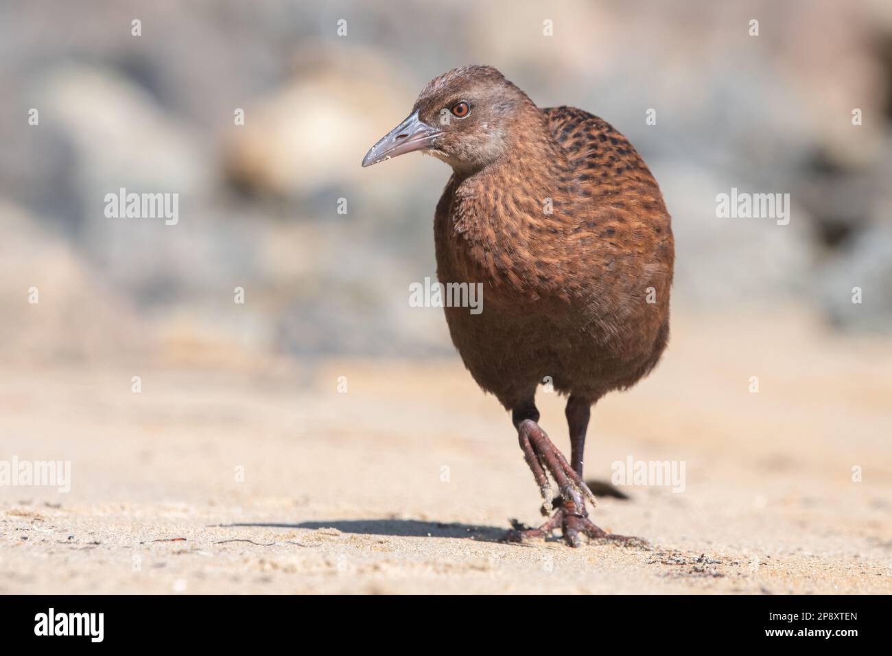 Stewart Island weka (Gallirallus australis scotti) a flightless bird ...