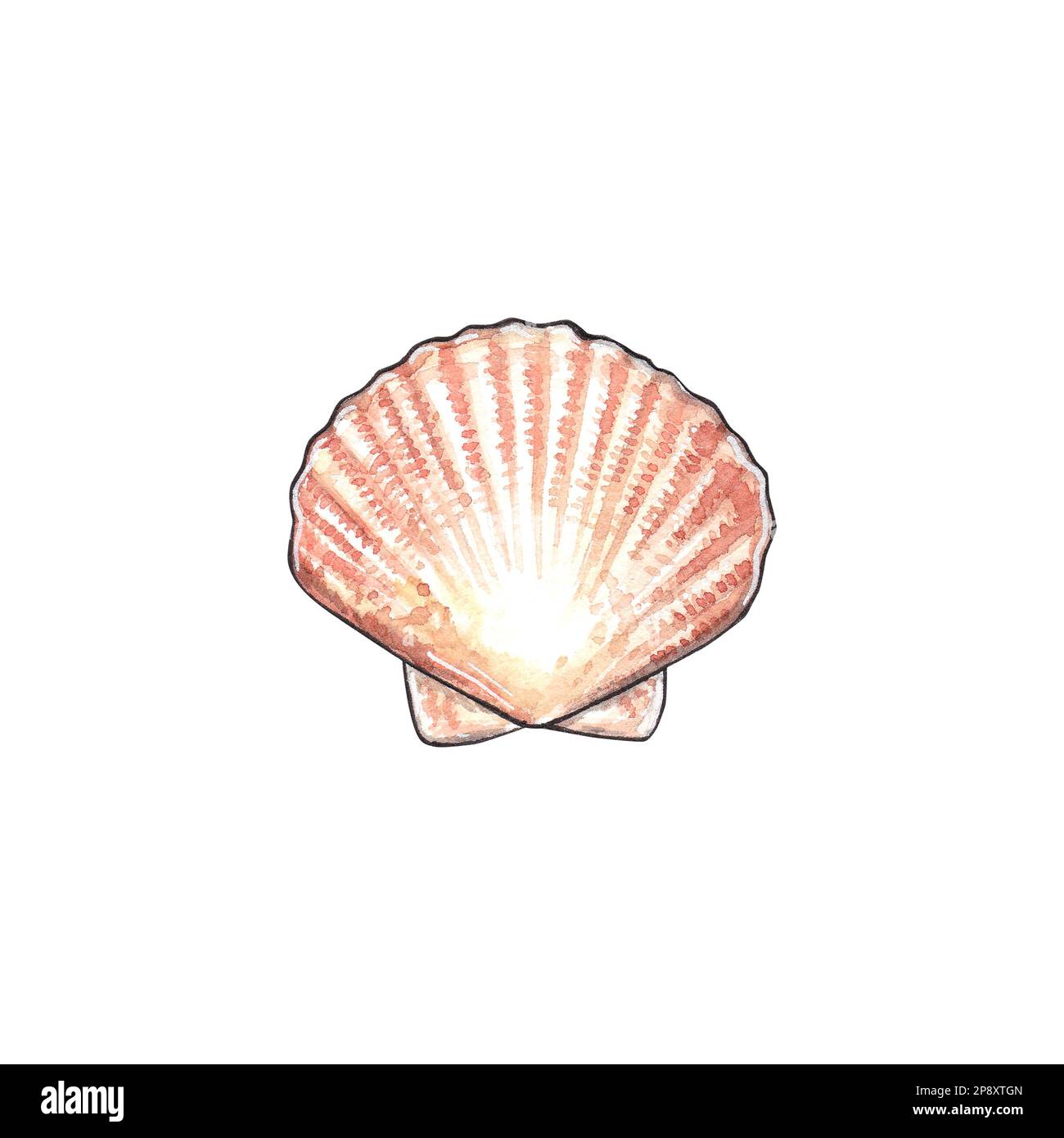 Shell isolated on white background. Pink seashell. Watercolor hand ...