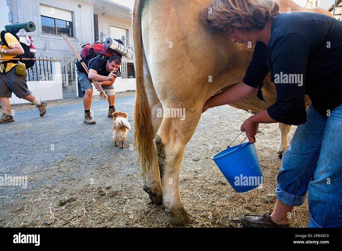 Pilgrims walking and Woman milking cow. Ligonde. Lugo province.Spain ...