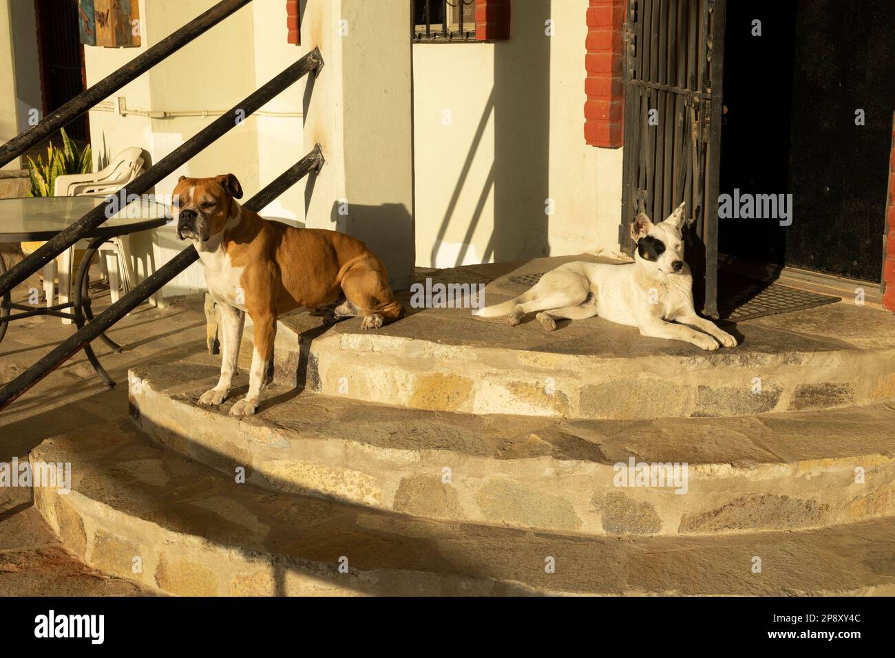 Ensenada, Baja California, Mexico - Two dogs in the morning sun on the ...