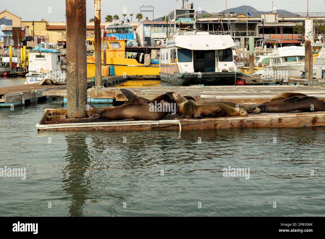 Ensenada, Baja California, Mexico - Seals resting on a boat dock in the ...