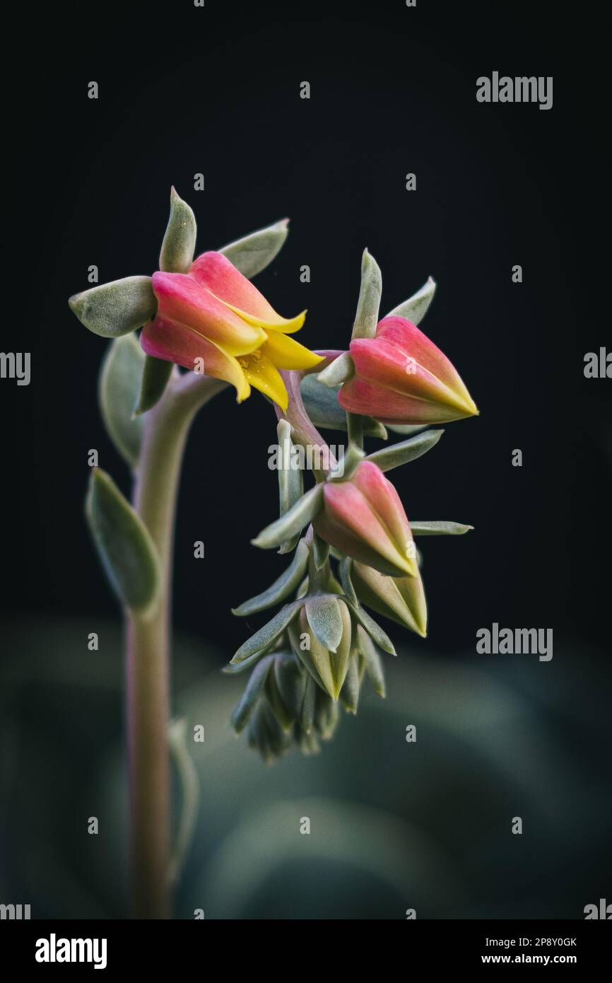 Burst of Color: Vibrant Plant Life in Full Bloom Stock Photo - Alamy