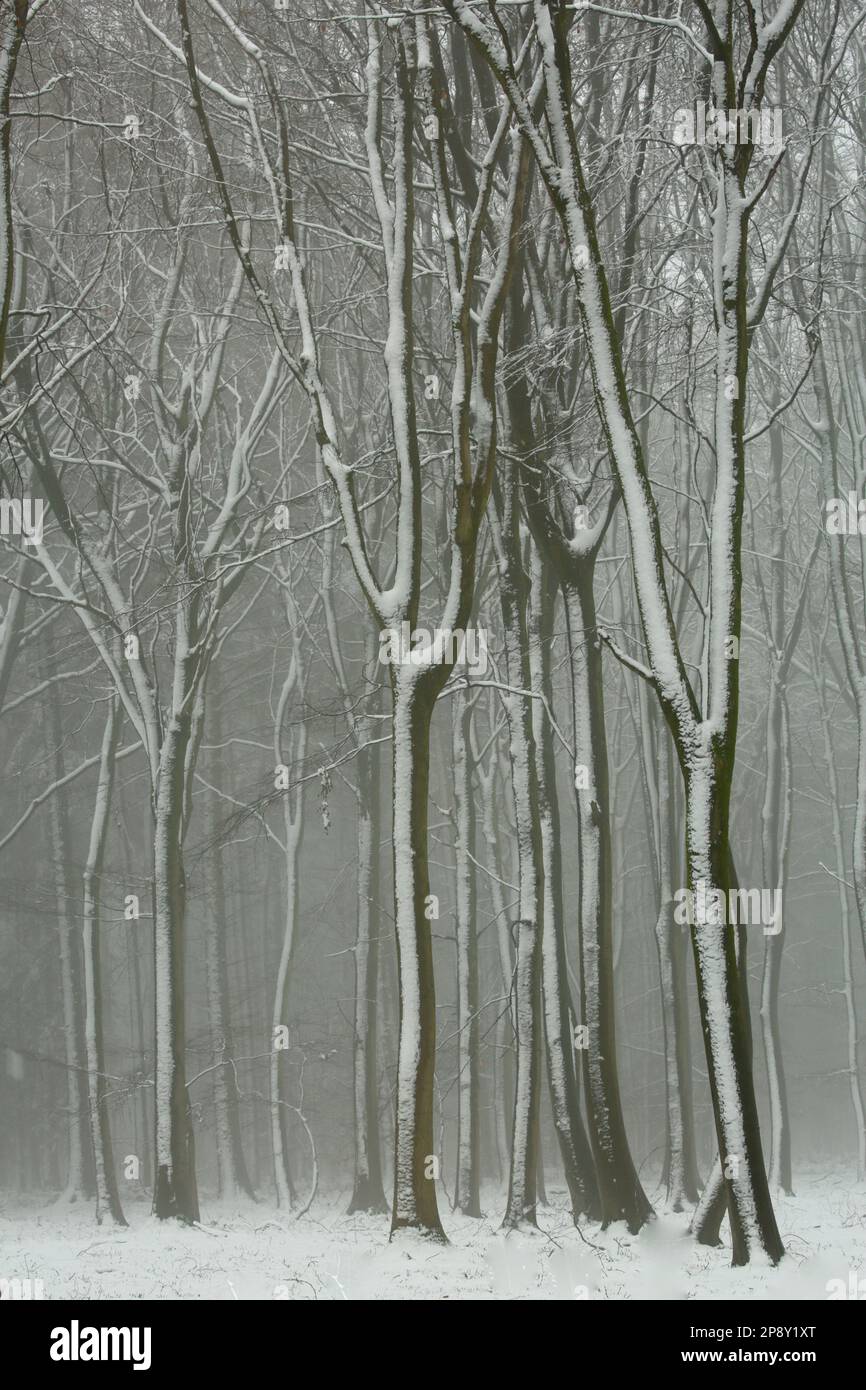 Snowshill Woodland Cotswolds Gloucestershire Stock Photo - Alamy