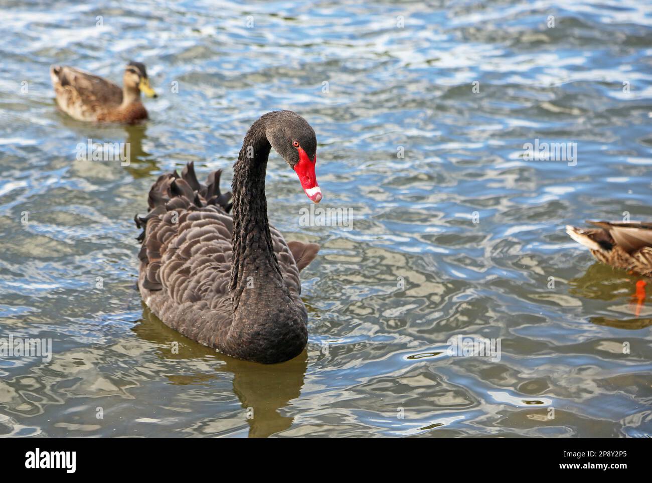 Wildlife black swan hi-res stock photography and images - Alamy