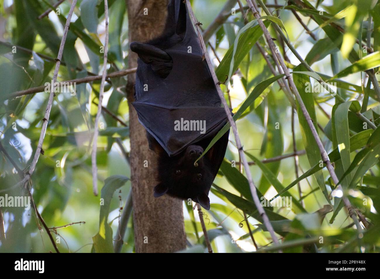 Megabat on a tree hi-res stock photography and images - Alamy