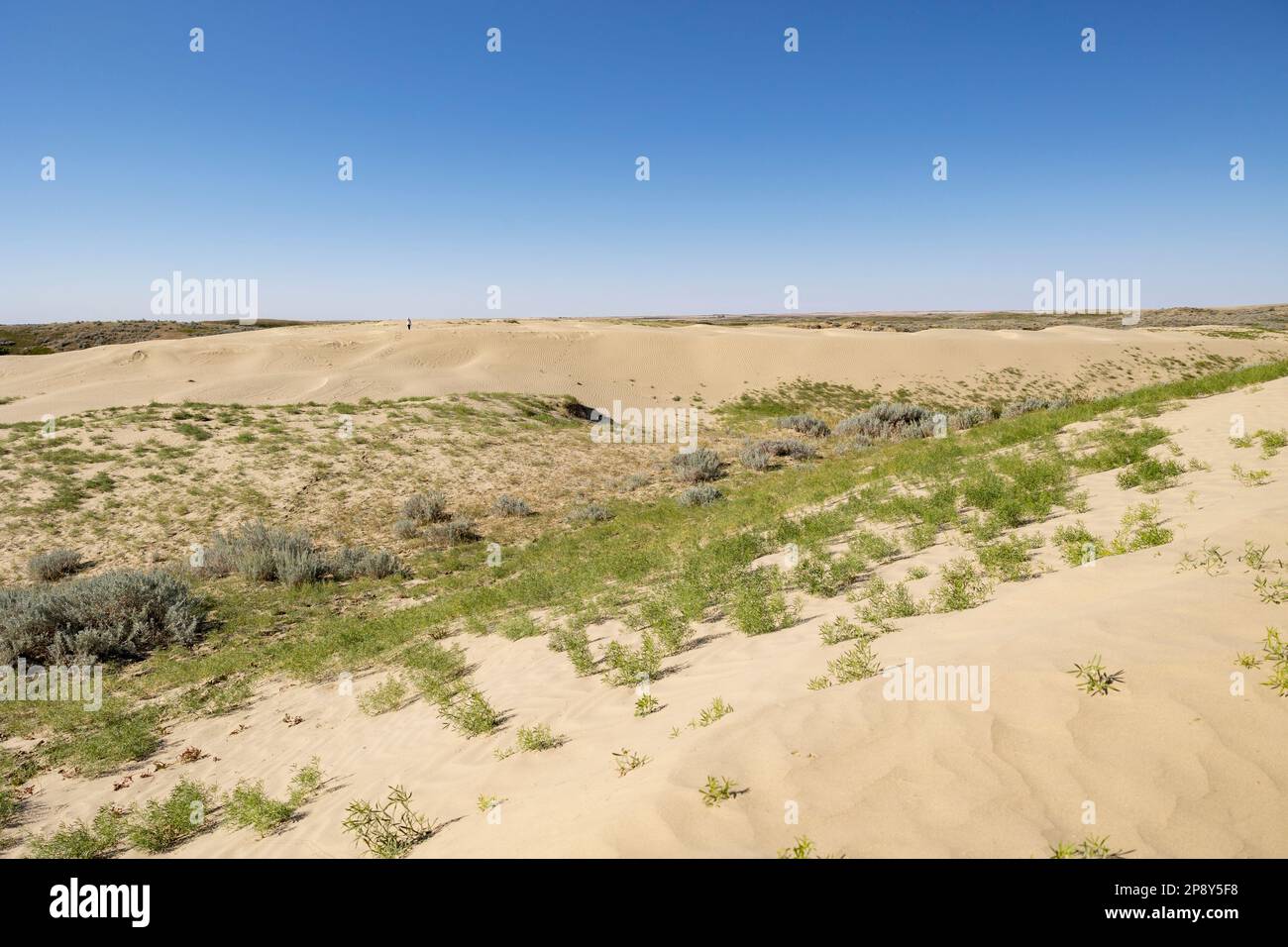 Woman walking in the distance across a dune in the Great Sand Hills ...