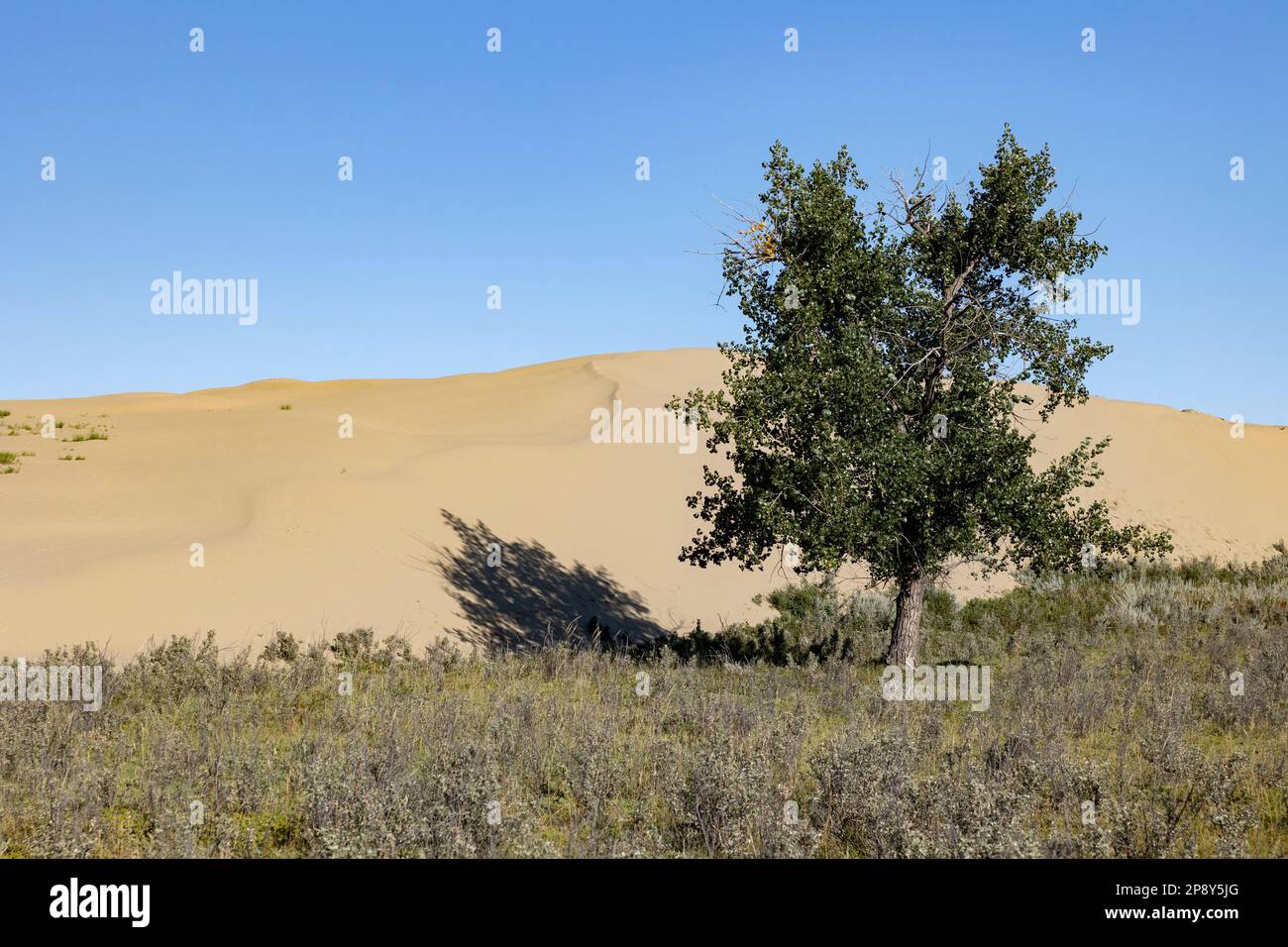 Great sandhills saskatchewan canada hi-res stock photography and images ...