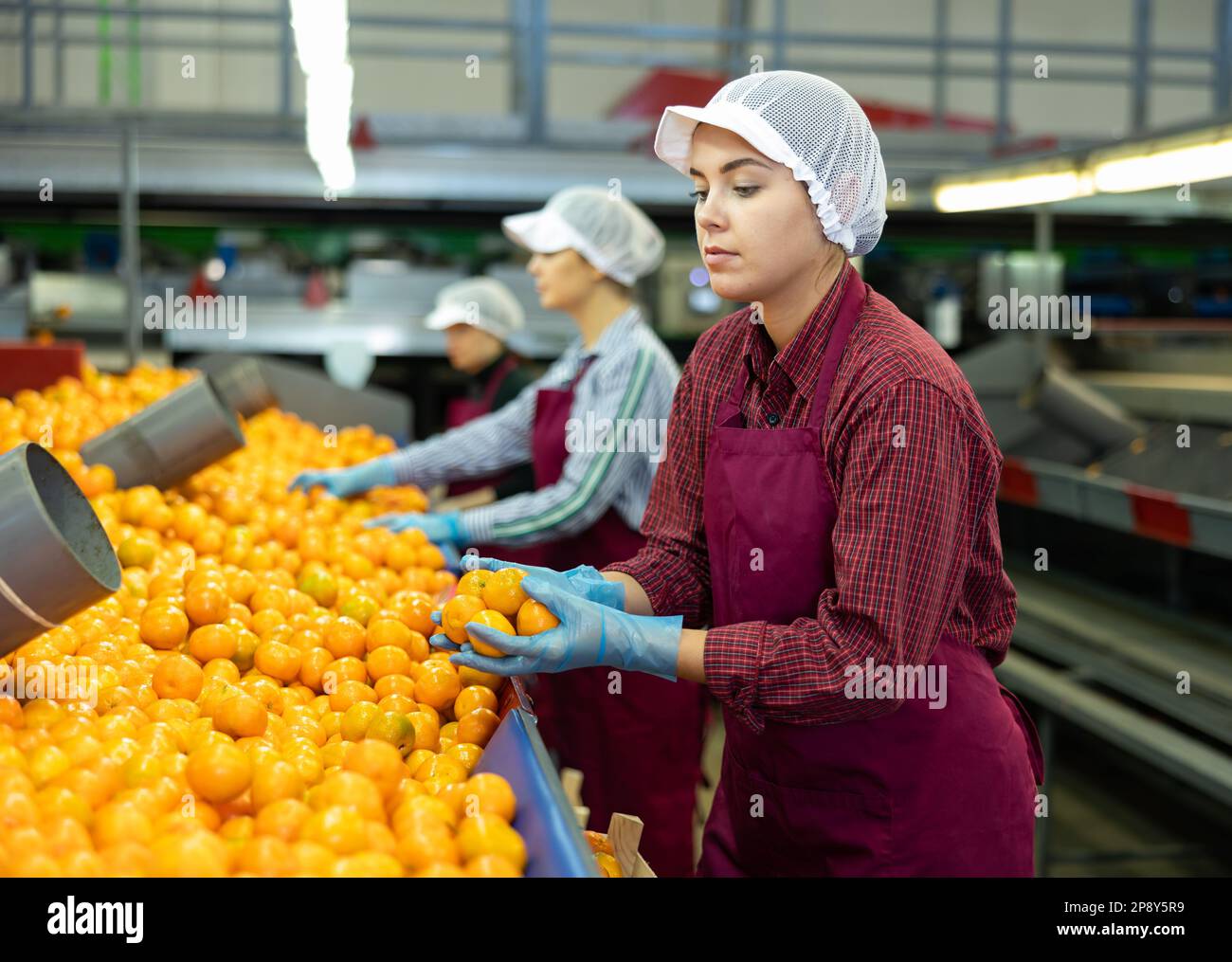 Young girl sorting mandarins on conveyor line at fruit factory Stock ...