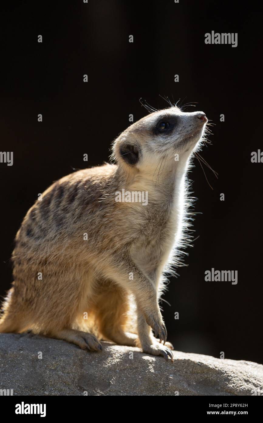 Lone meerkat hi-res stock photography and images - Alamy