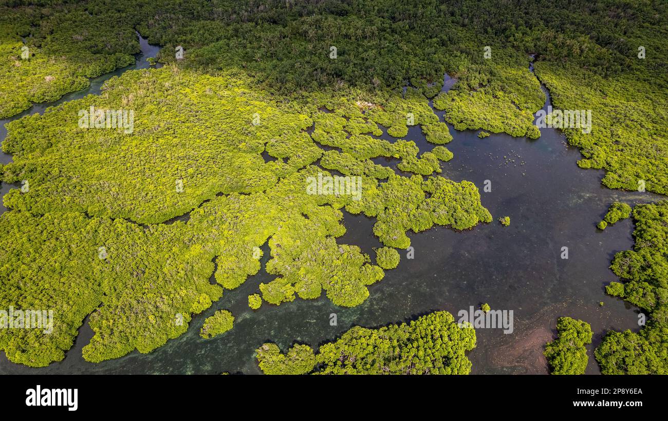 The photo captures the breathtaking beauty of a tropical jungle or ...
