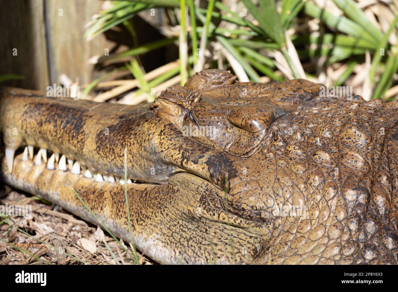 False gharial tomistoma in natural hi-res stock photography and images ...