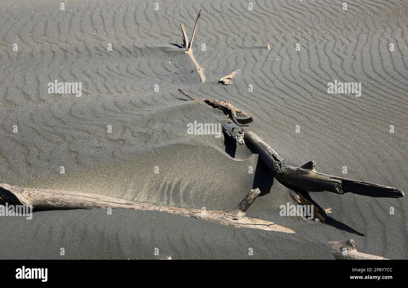 Wood on Patea Beach, New Zealand Stock Photo - Alamy