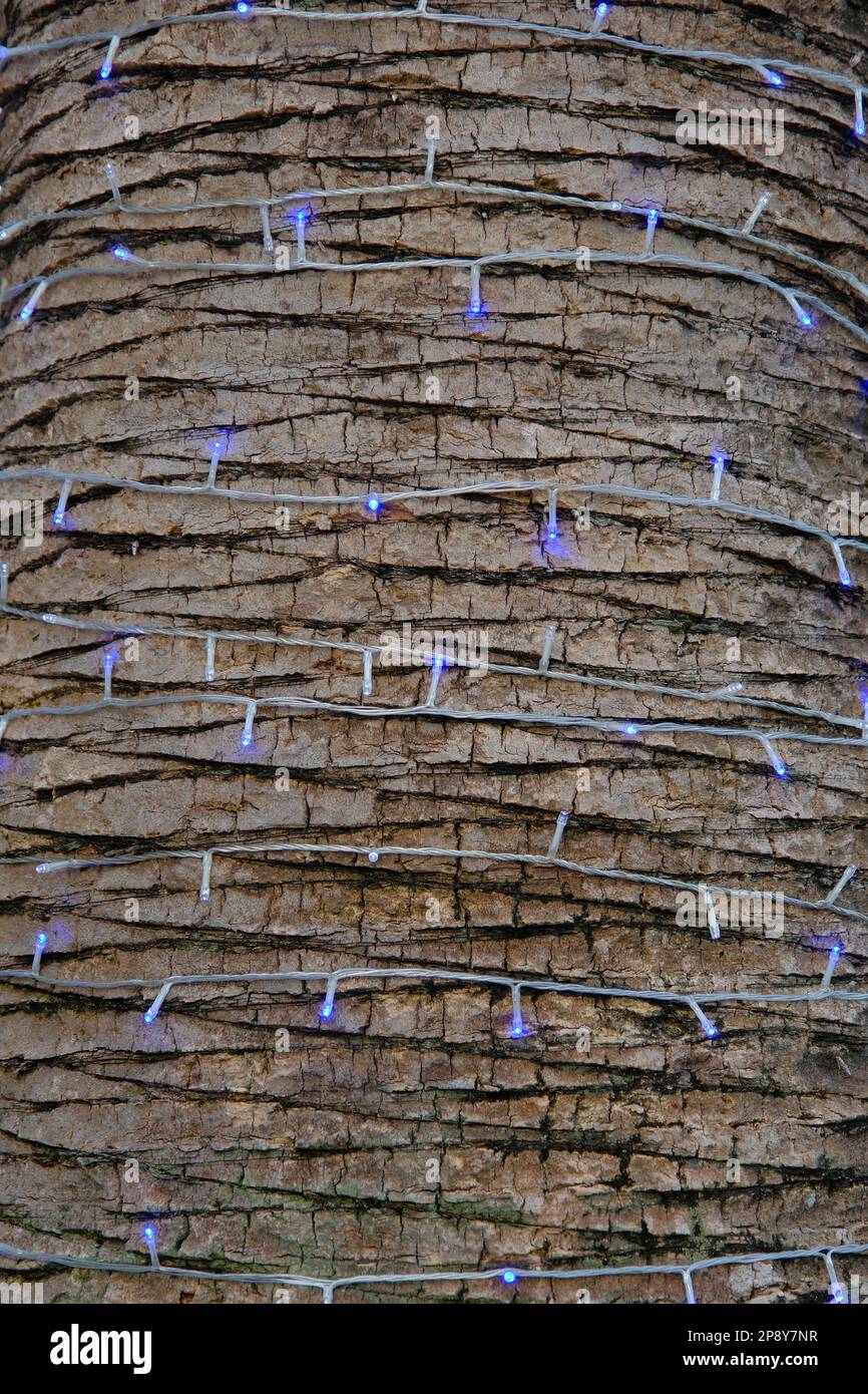 Decorative Lights Around Palm Tree Stock Photo - Alamy