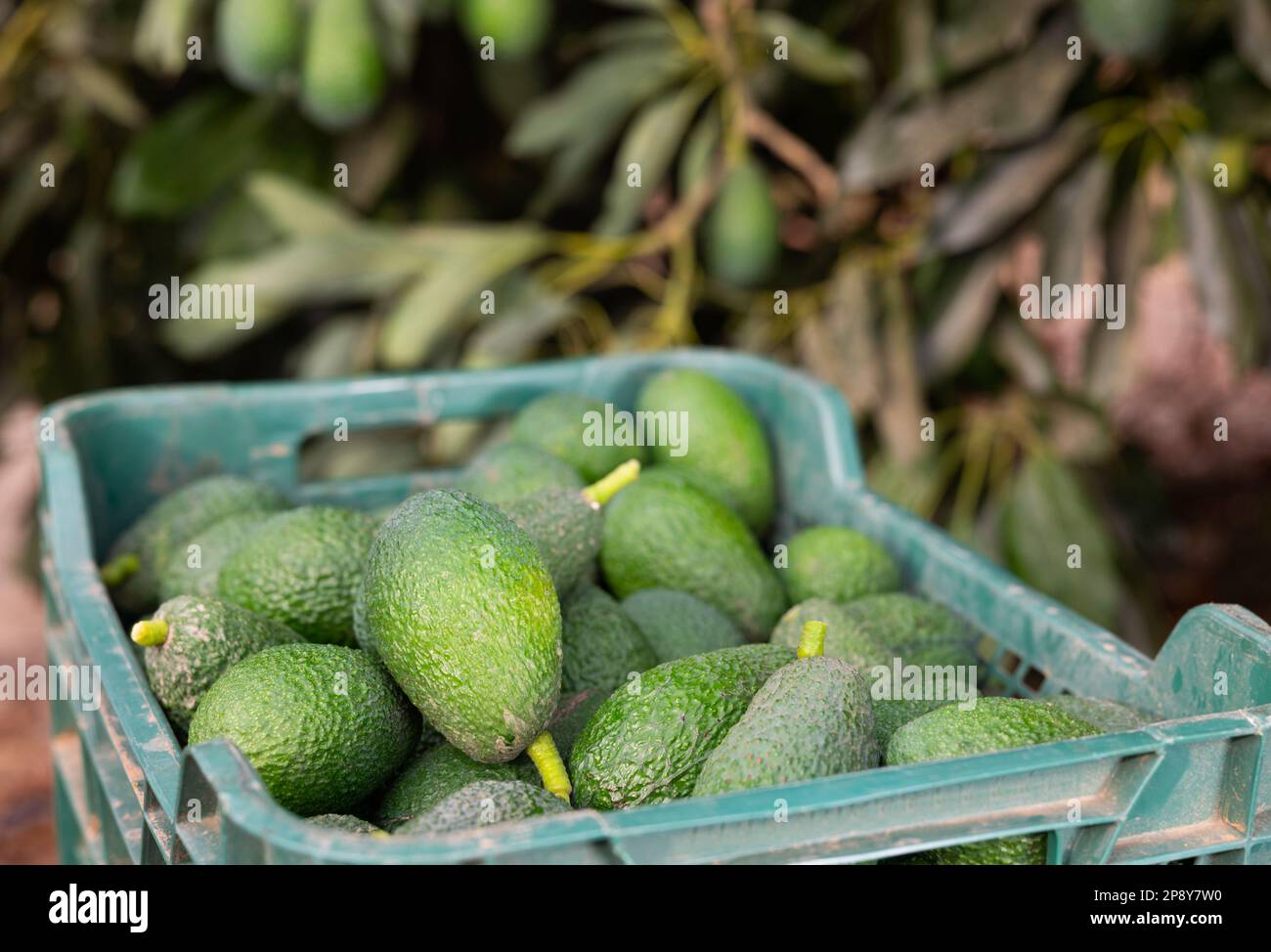 Crates with sweet organic avocado at farm orchard during harvesting ...