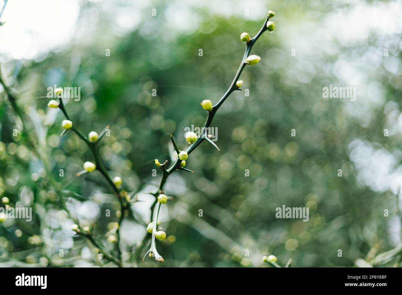 Nature Background branches with beautiful bokeh green color Stock Photo ...