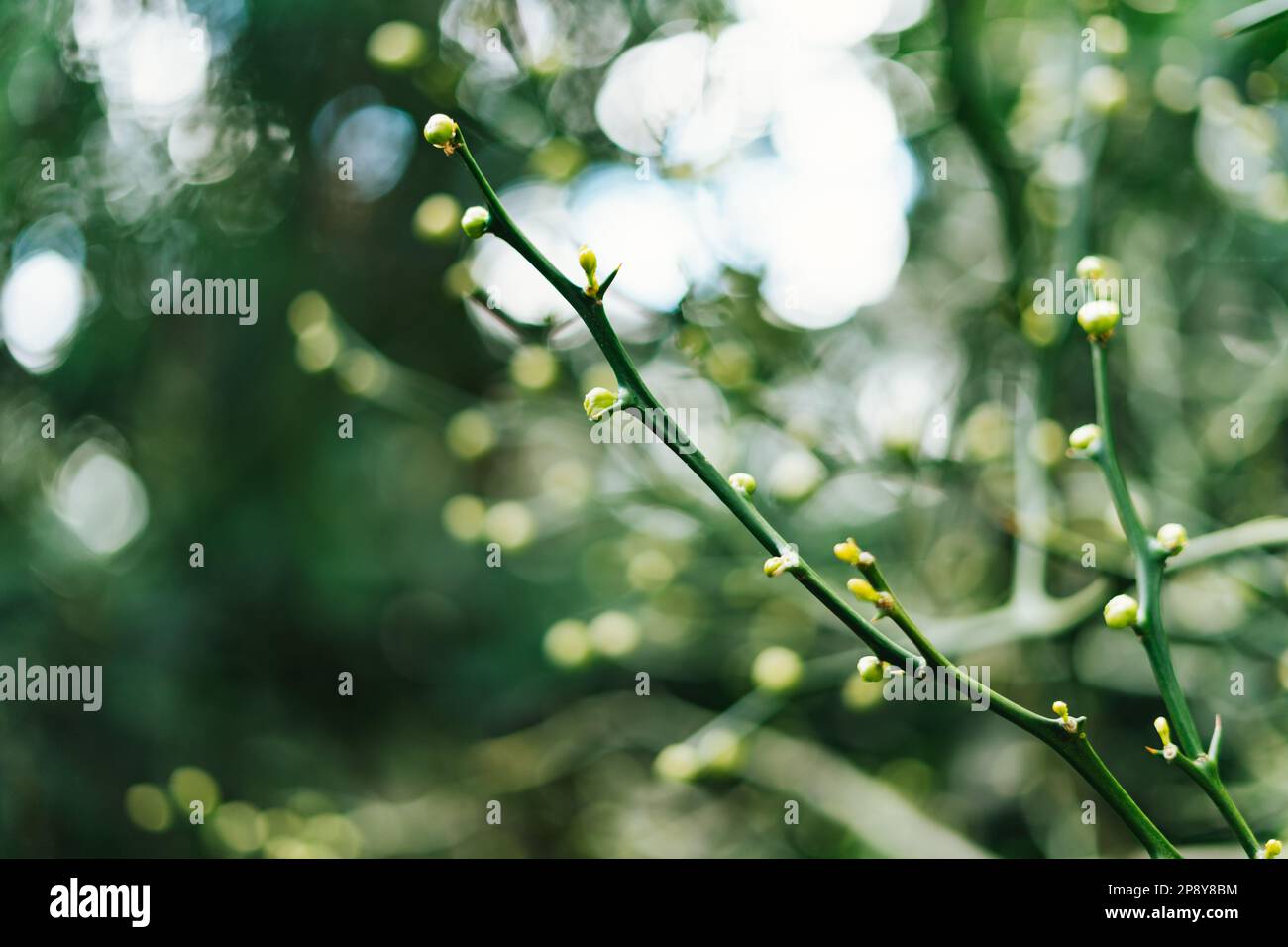 Nature Background branches with beautiful bokeh green color Stock Photo ...