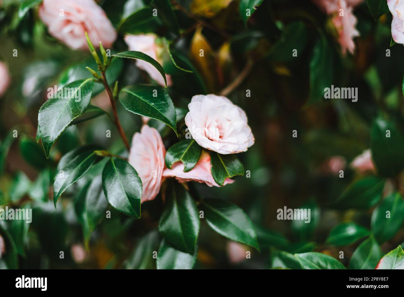 Pink Camellia japonica, known as common camellia, or Japanese camellia ...