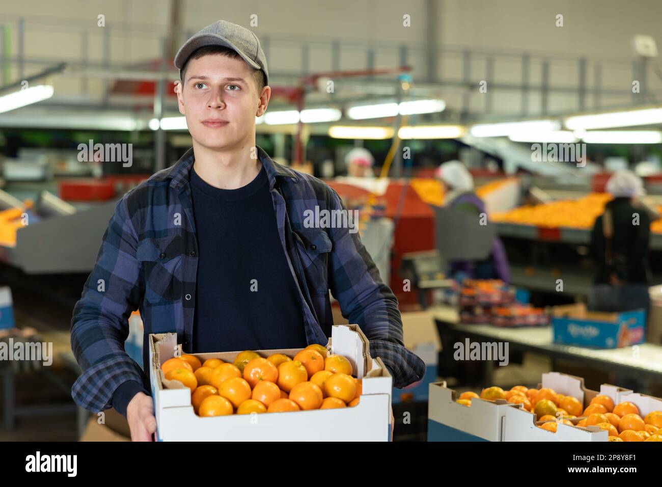 Guy fruit sorting factory worker stacking boxes with tangerines Stock ...