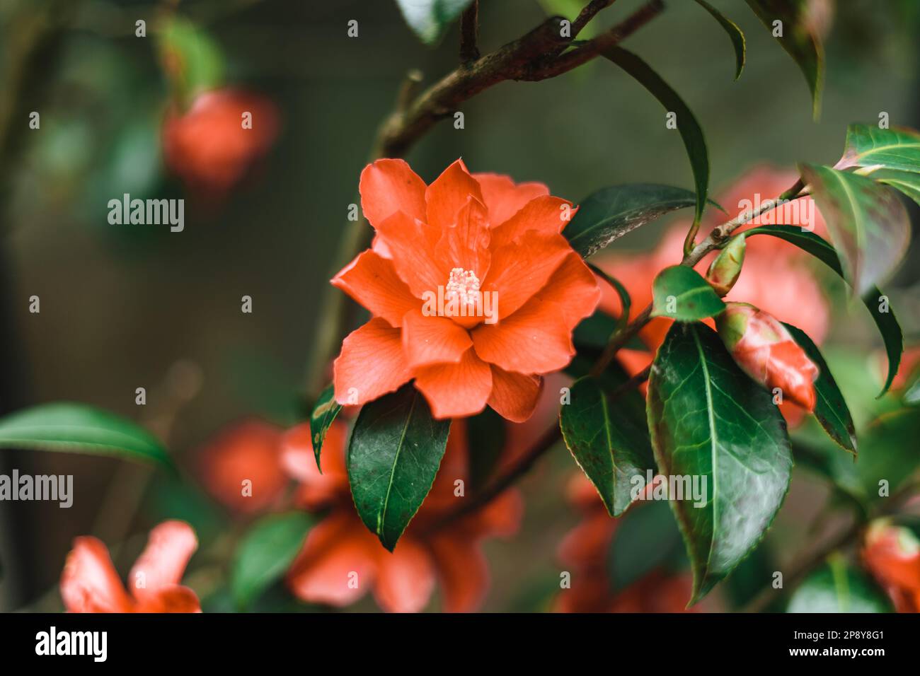 Pereskia flower plant is a small genus of about four species of cacti ...