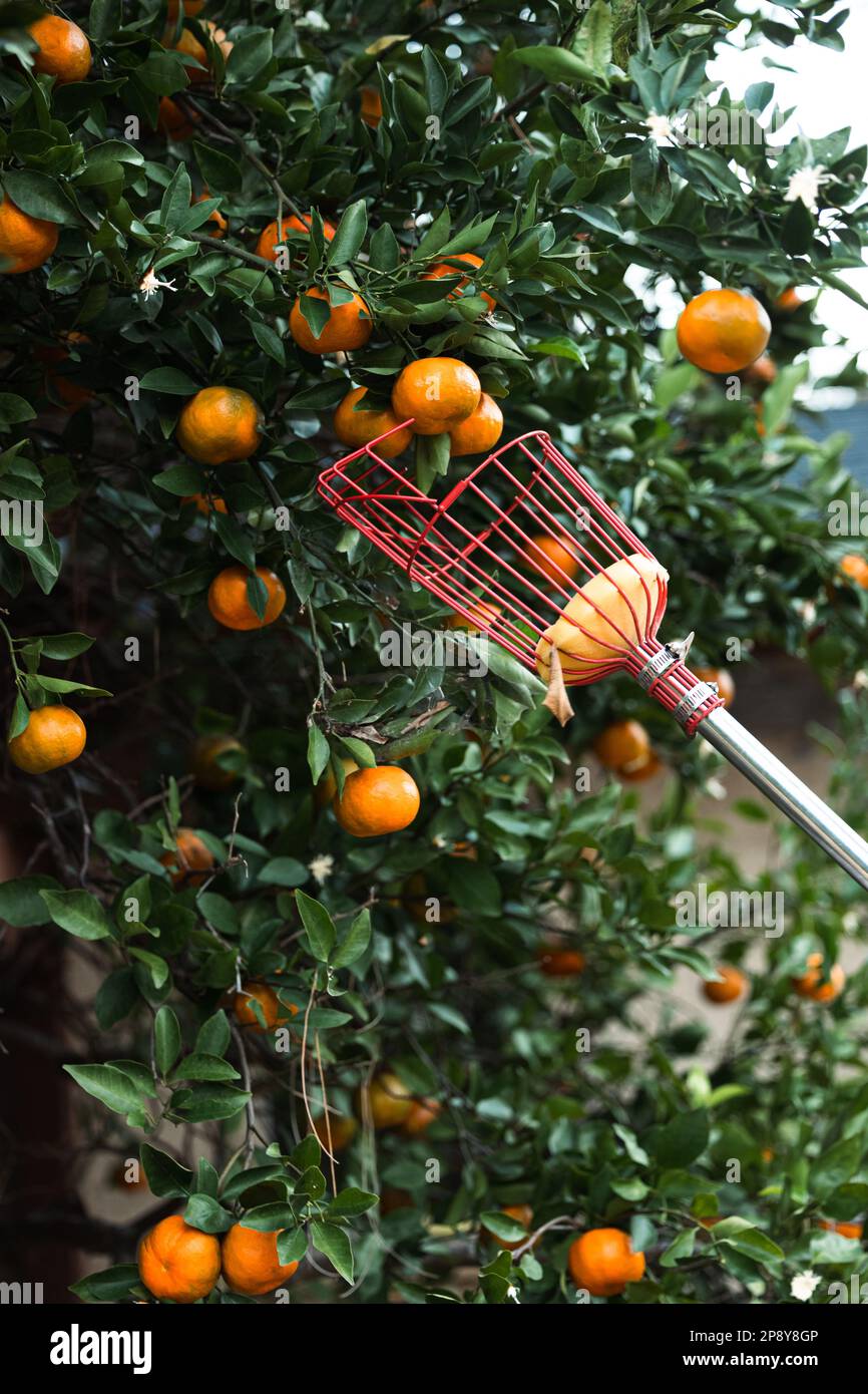 A citrus picker choosing a perfect orange clementine satsuma tree ...