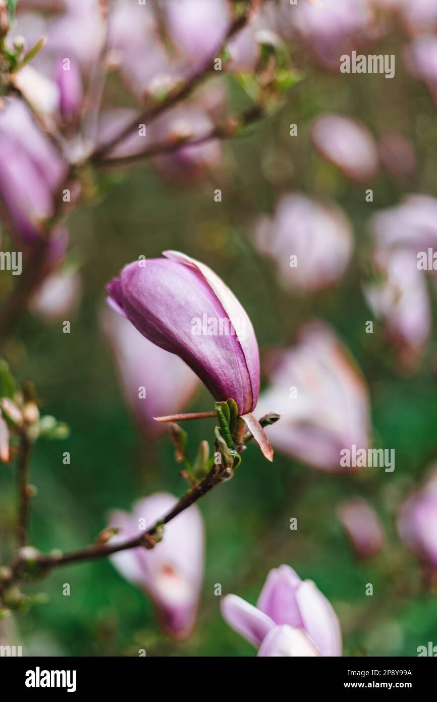 Elegant white magnolia flowers blooming hi-res stock photography and ...
