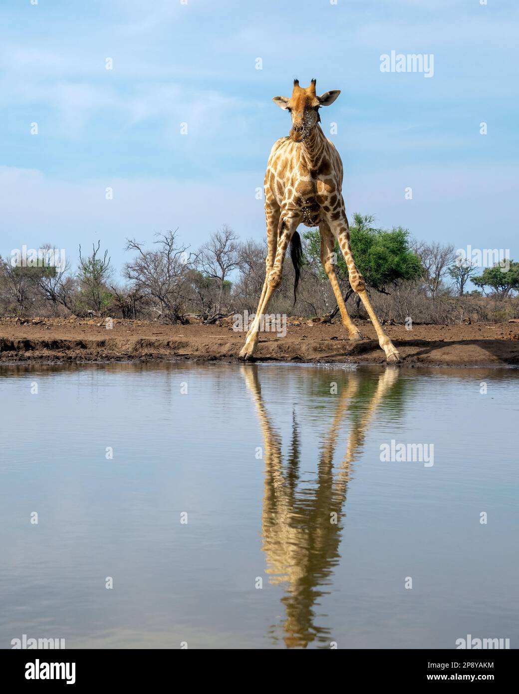 Lone Giraffe Dribbling Water Spray at a Waterhole in Botswana, Africa ...