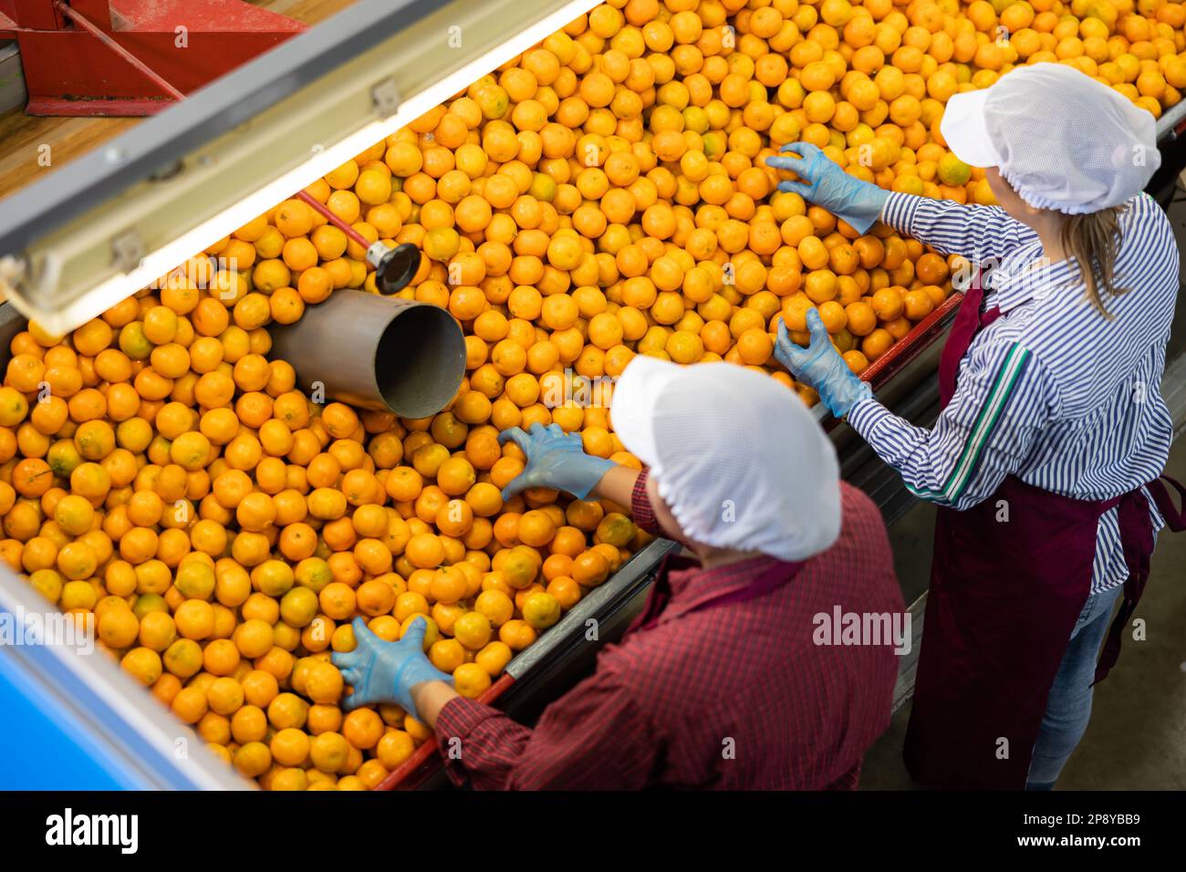 Two young women sorts tangerines on a conveyor line. Fruit quality ...
