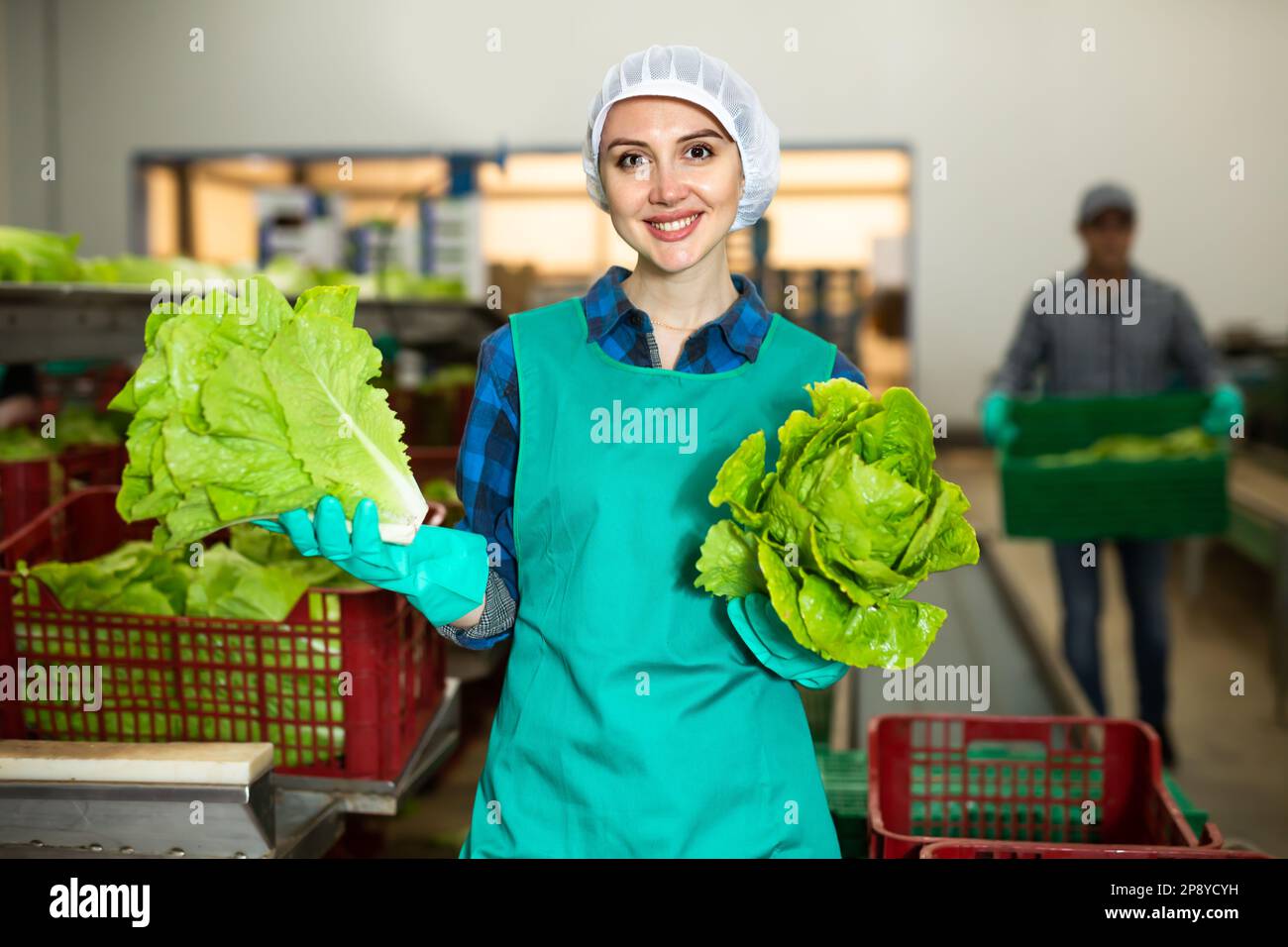 Cheerful female worker of vegetable factory arranging lettuce in boxes ...