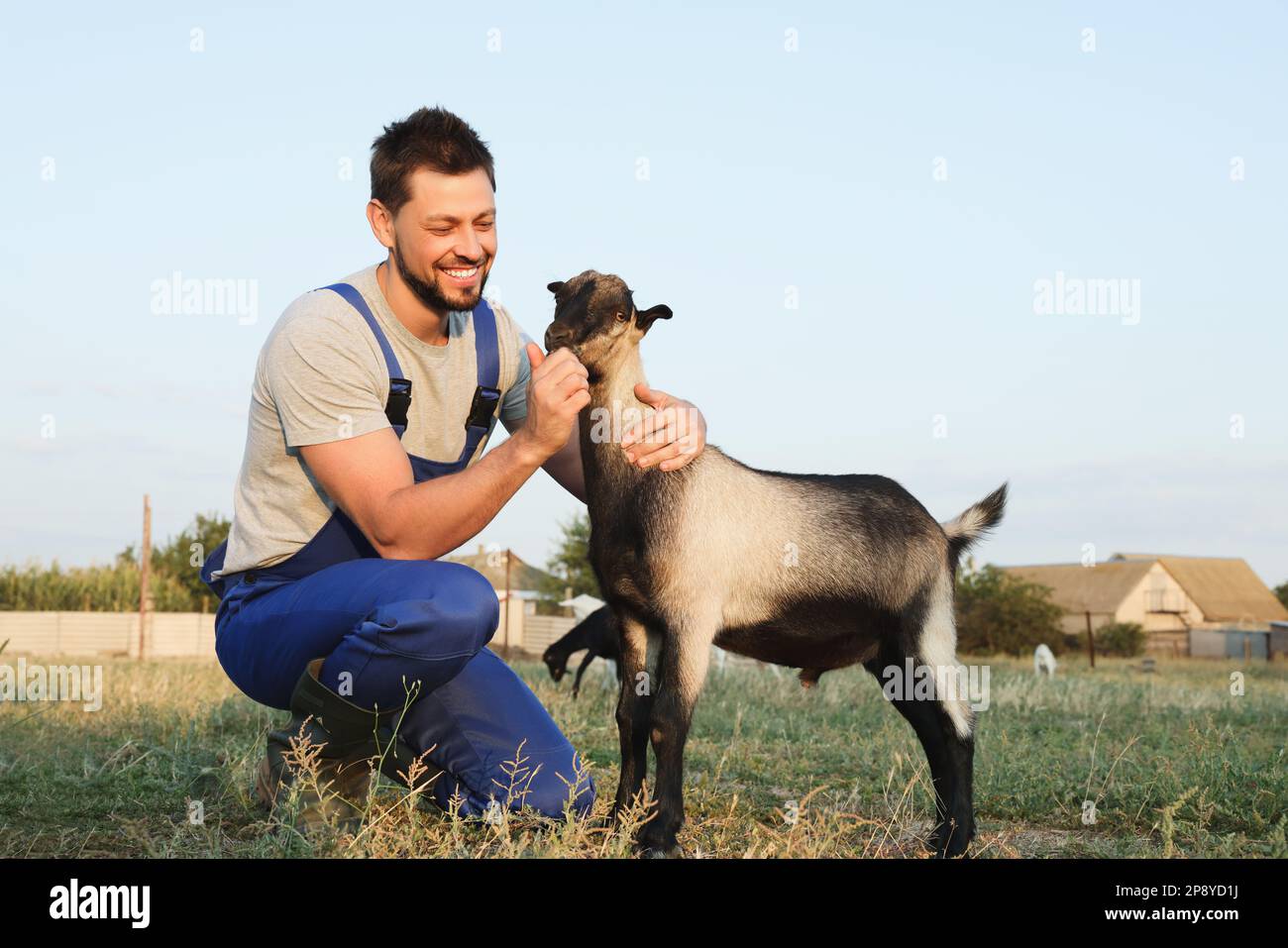 Man feeding goat at farm. Animal husbandry Stock Photo - Alamy