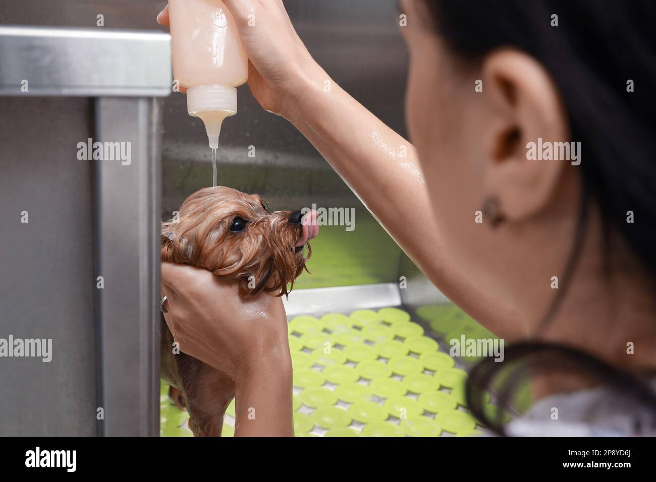 Professional groomer washing cute little dog in pet beauty salon Stock ...